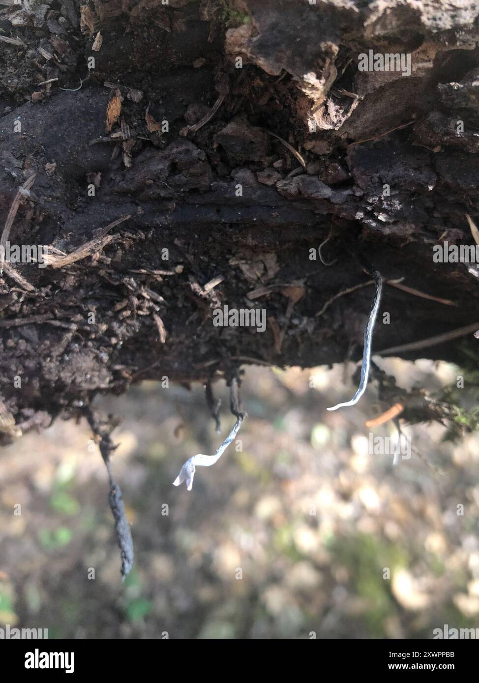Candlesnuff Fungus (Xylaria hypoxylon) Fungi Stock Photo - Alamy