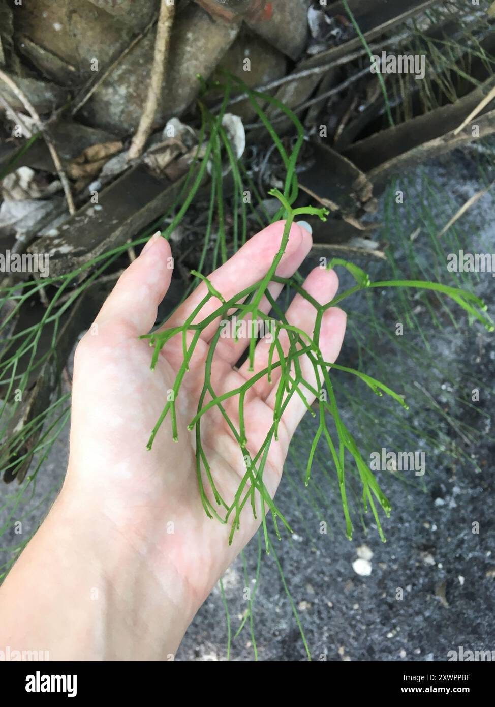 skeleton fork fern (Psilotum nudum) Plantae Stock Photo - Alamy