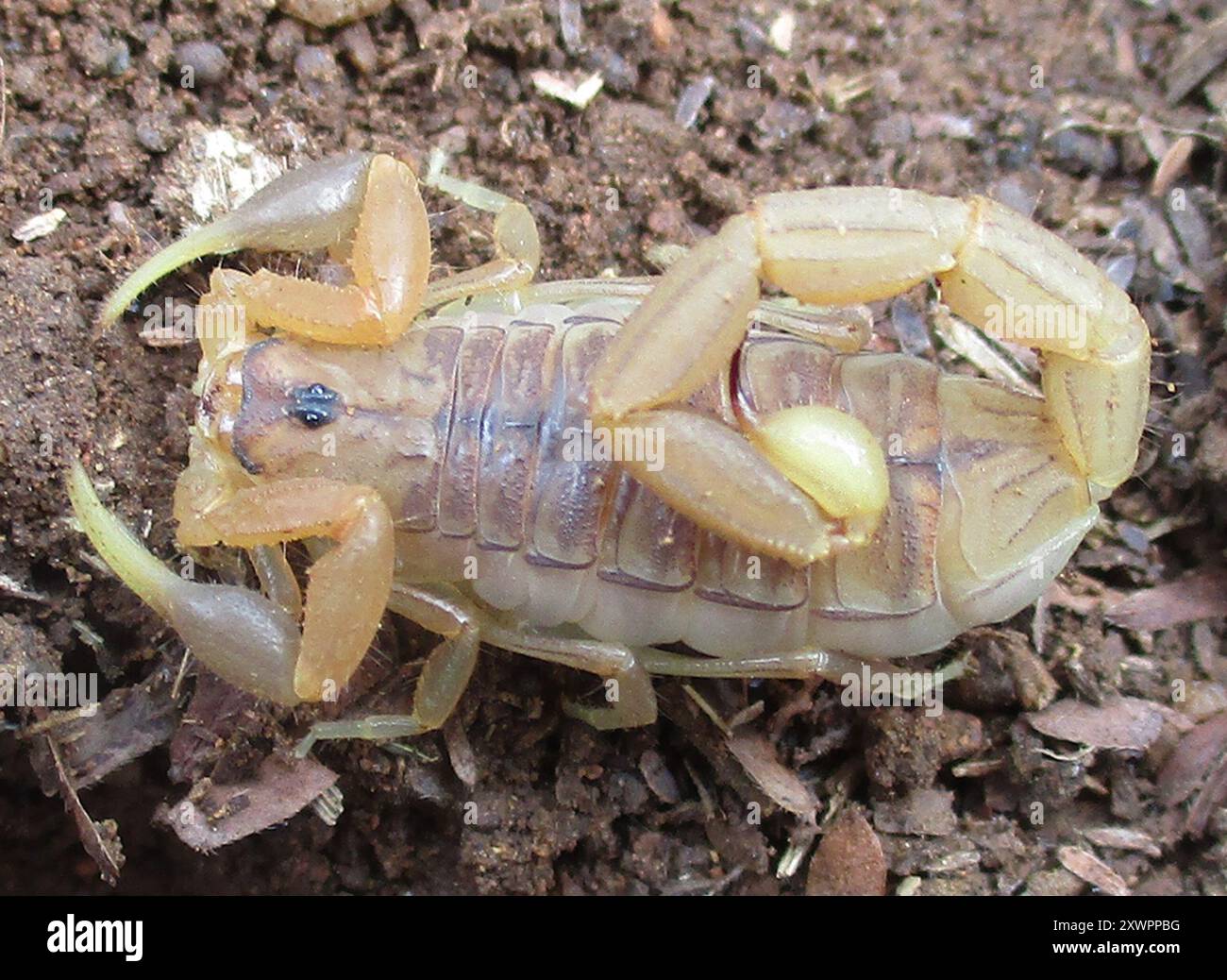 Common Lesser-Thicktail Scorpion (Uroplectes carinatus) Arachnida Stock ...