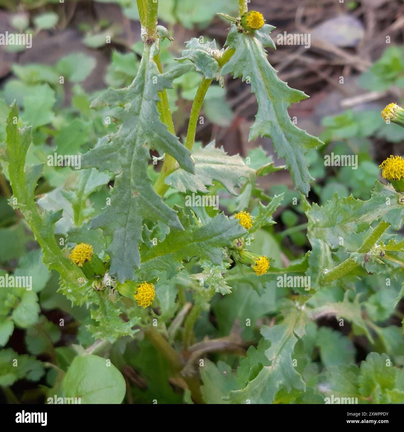 common groundsel (Senecio vulgaris) Plantae Stock Photo - Alamy
