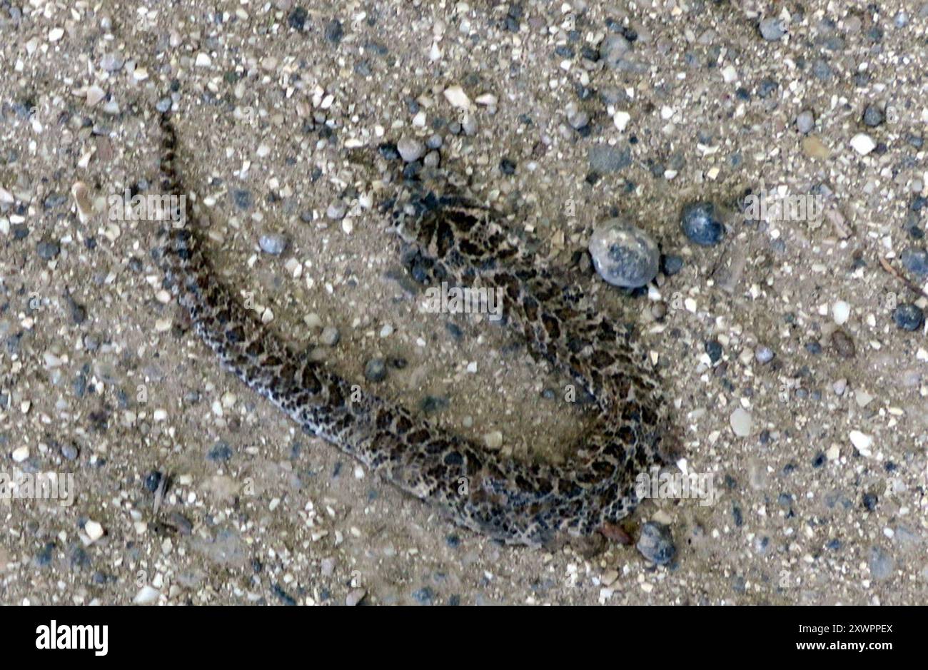 South American Hognose Snake (Xenodon dorbignyi) Reptilia Stock Photo ...