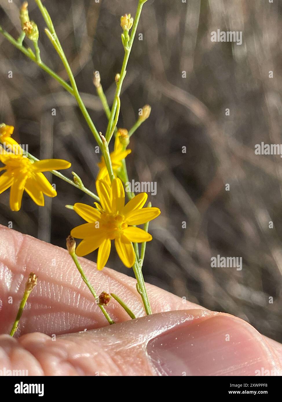 prairie broomweed (Amphiachyris dracunculoides) Plantae Stock Photo - Alamy