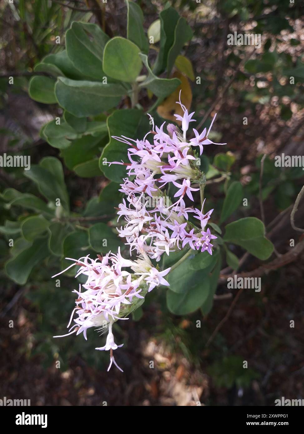 Garberia heterophylla hi-res stock photography and images - Alamy