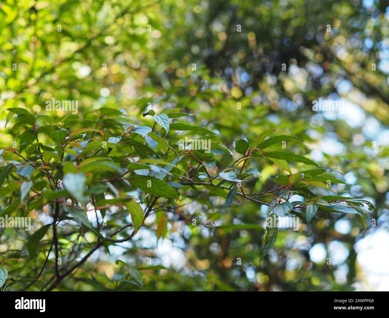 Longpedicel Woodnettle (Oreocnide pedunculata) Plantae Stock Photo - Alamy