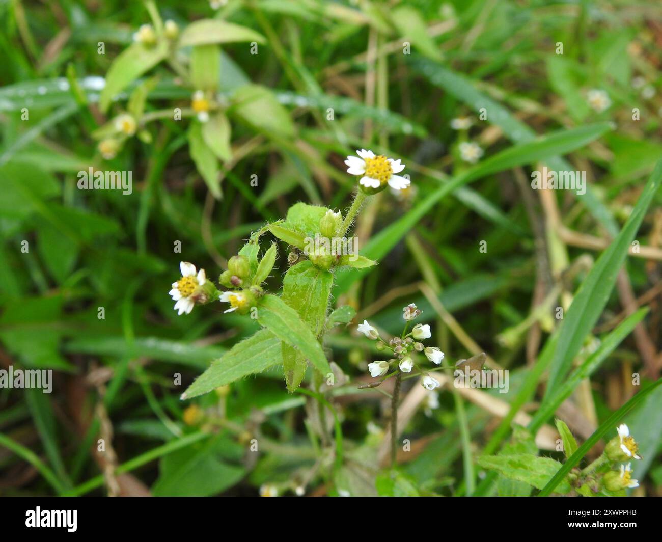 shaggy soldier (Galinsoga quadriradiata) Plantae Stock Photo - Alamy