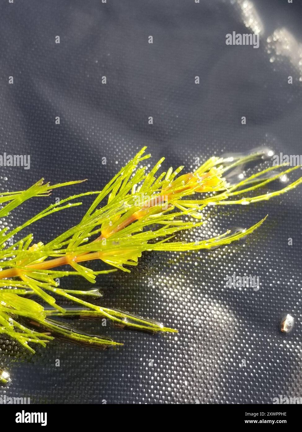 coontail (Ceratophyllum demersum) Plantae Stock Photo - Alamy
