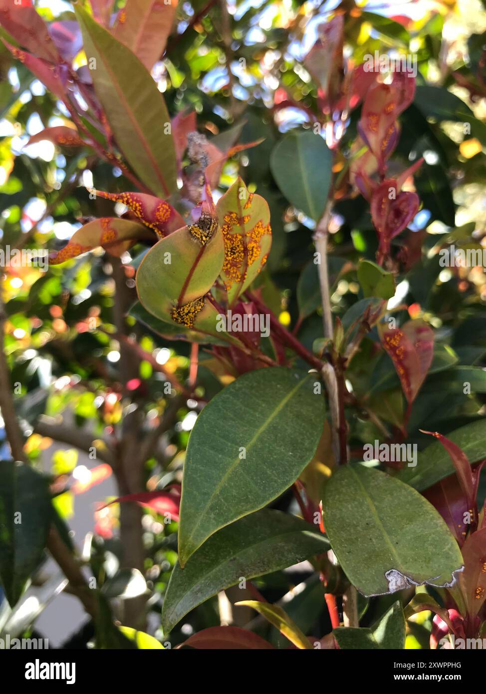 Myrtle Rust (Austropuccinia psidii) Fungi Stock Photo - Alamy