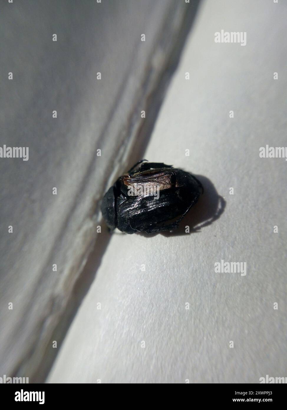 Mediterranean Spotted Chafer (Oxythyrea funesta) Insecta Stock Photo ...