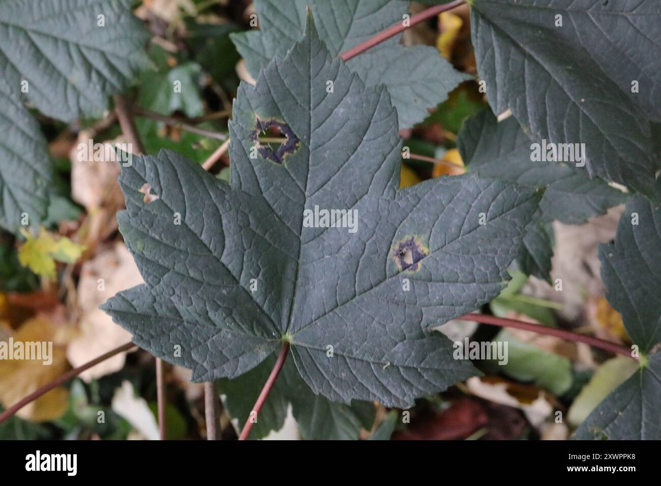 sycamore maple (Acer pseudoplatanus) Plantae Stock Photo - Alamy