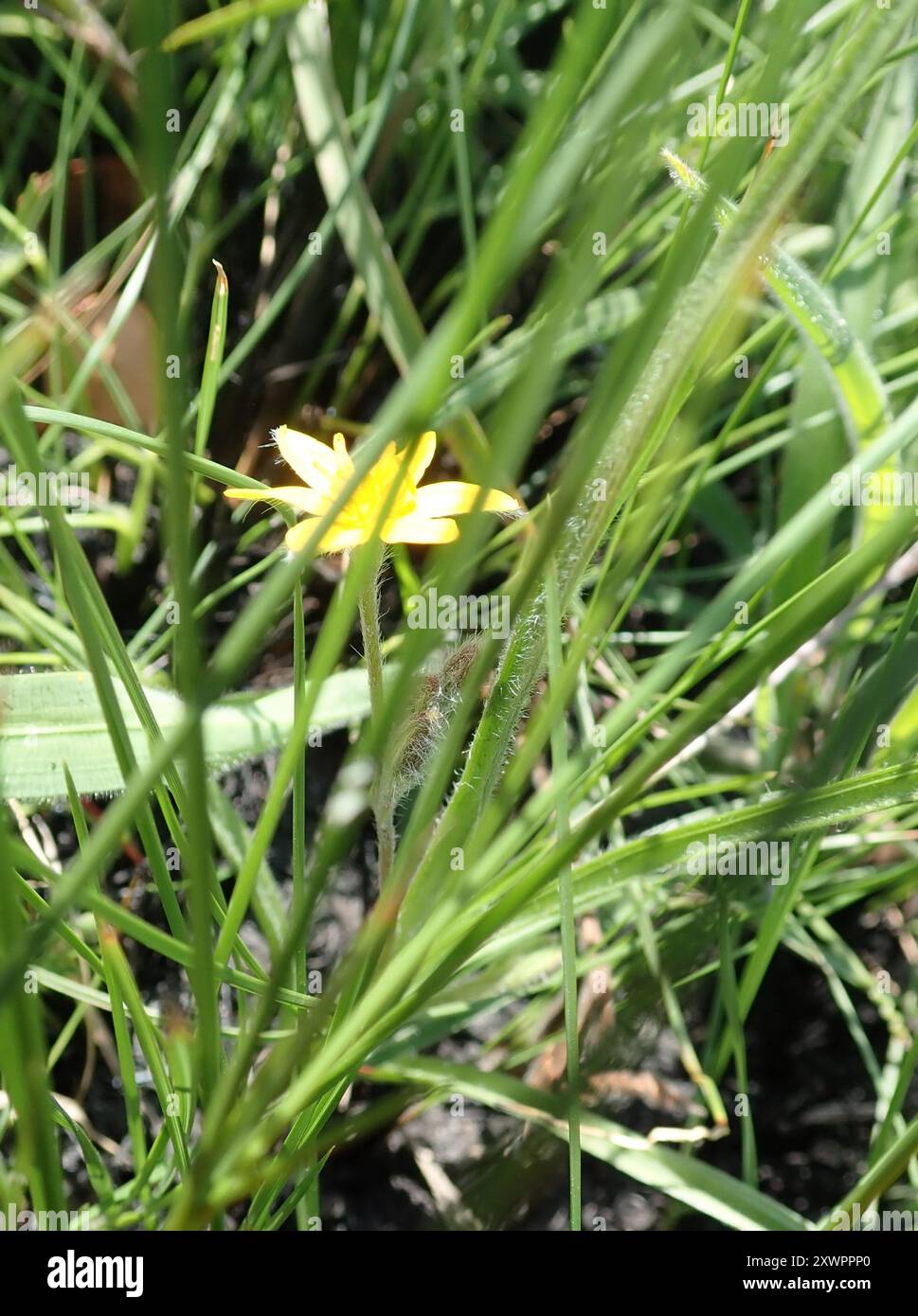 Narrow Stargrass (Hypoxis angustifolia) Plantae Stock Photo - Alamy