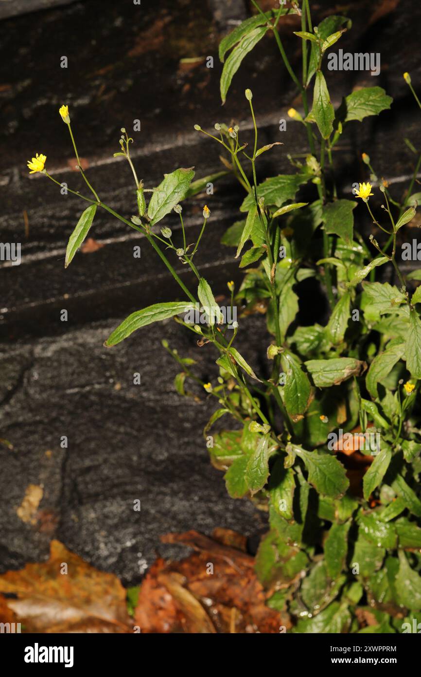 nipplewort (Lapsana communis) Plantae Stock Photo - Alamy
