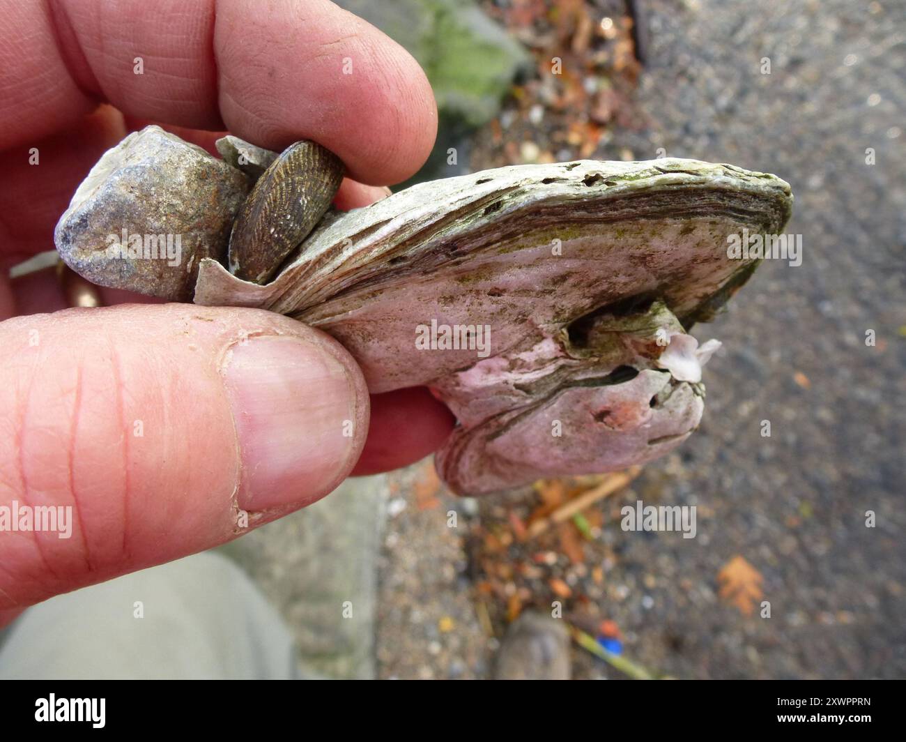 Eastern Oyster (Crassostrea virginica) Mollusca Stock Photo - Alamy