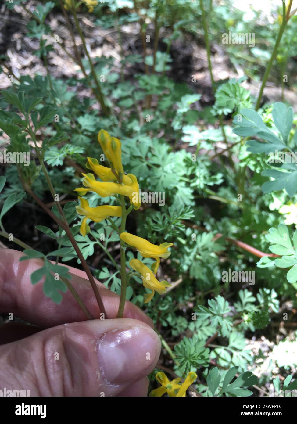 golden corydalis (Corydalis aurea) Plantae Stock Photo - Alamy
