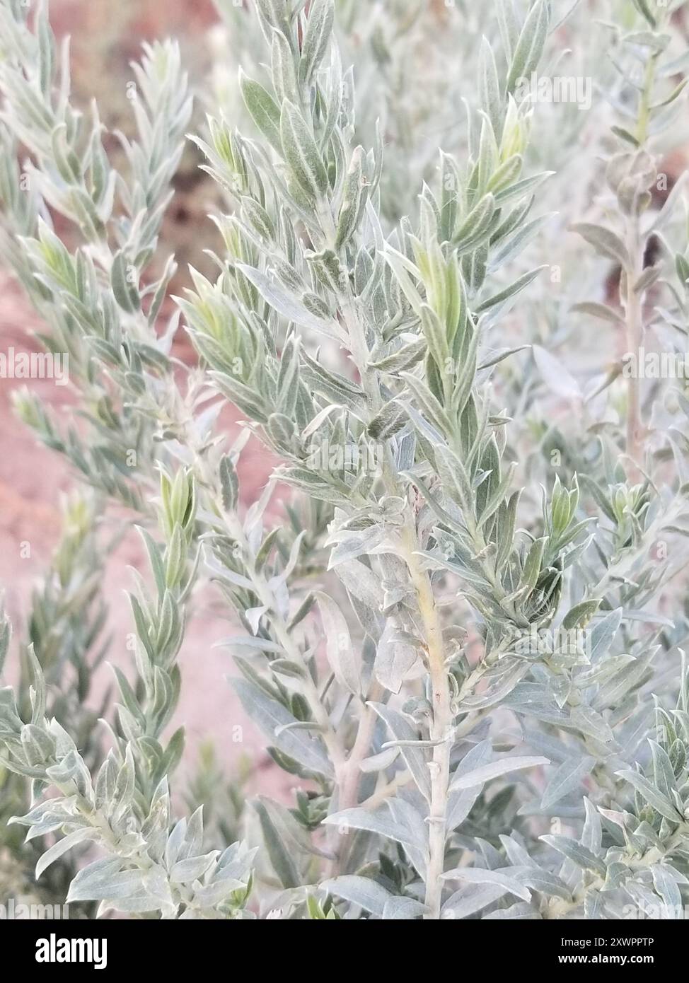 arrowweed (Pluchea sericea) Plantae Stock Photo - Alamy