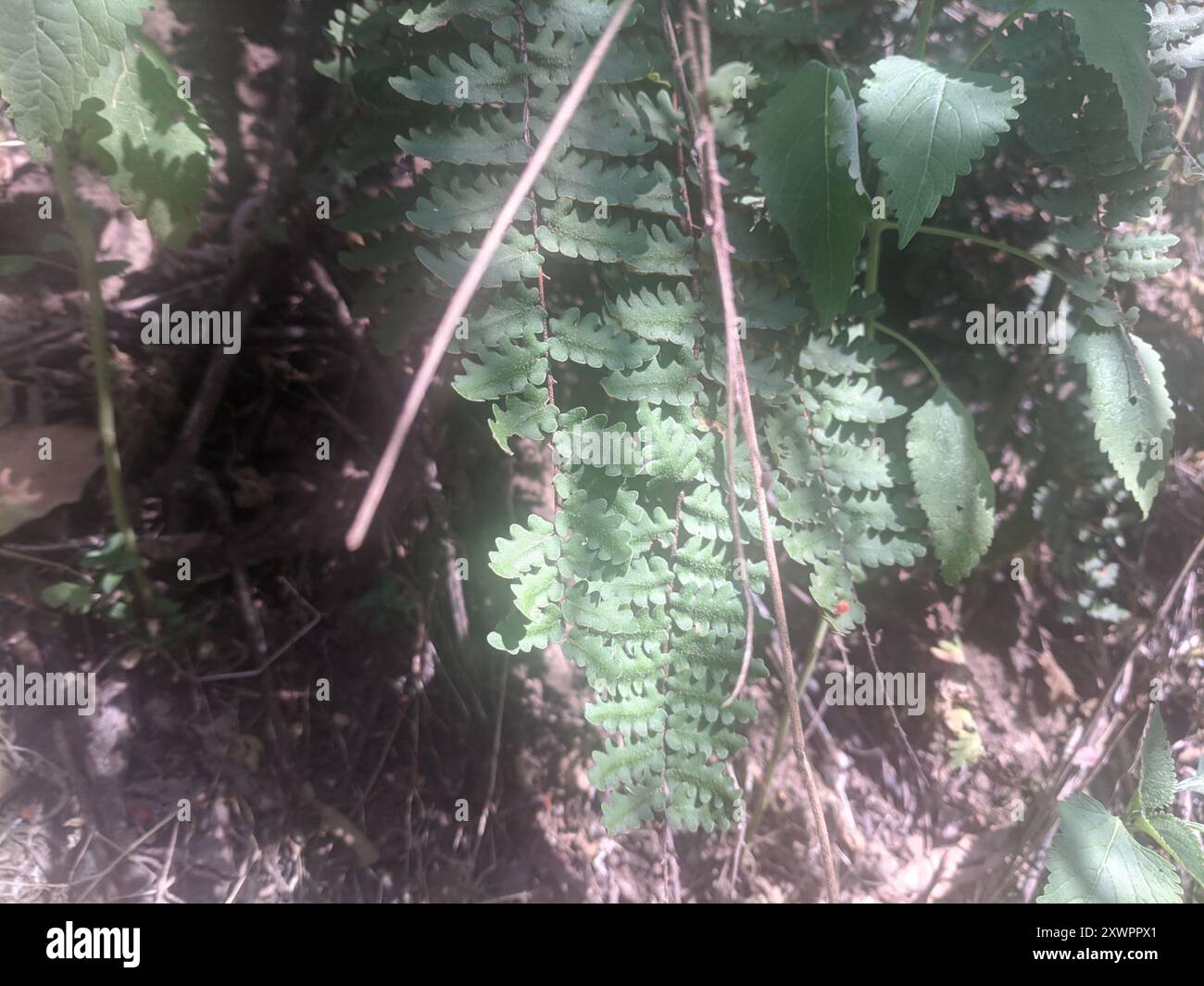 lip fern subfamily (Cheilanthoideae) Plantae Stock Photo - Alamy