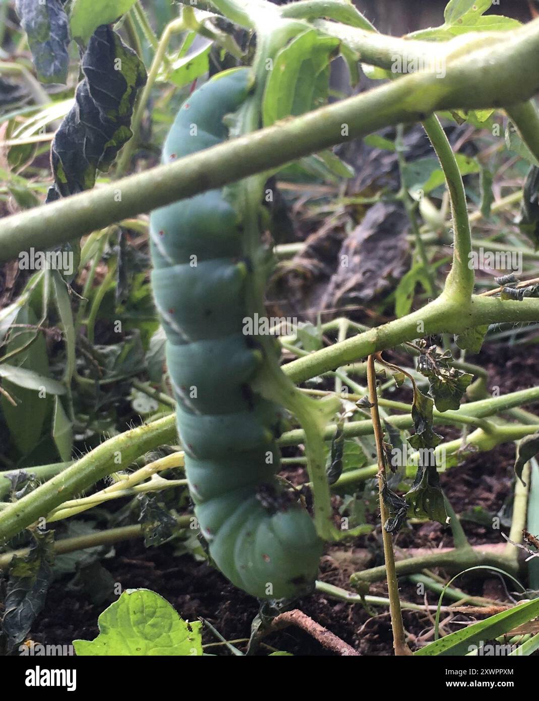 Carolina Sphinx (Manduca sexta) Insecta Stock Photo - Alamy