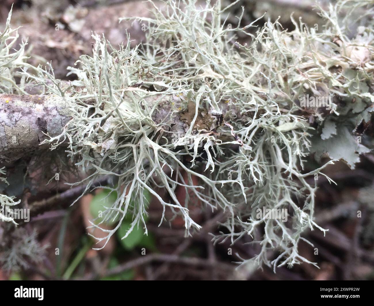 bushy lichens (Ramalina) Fungi Stock Photo - Alamy