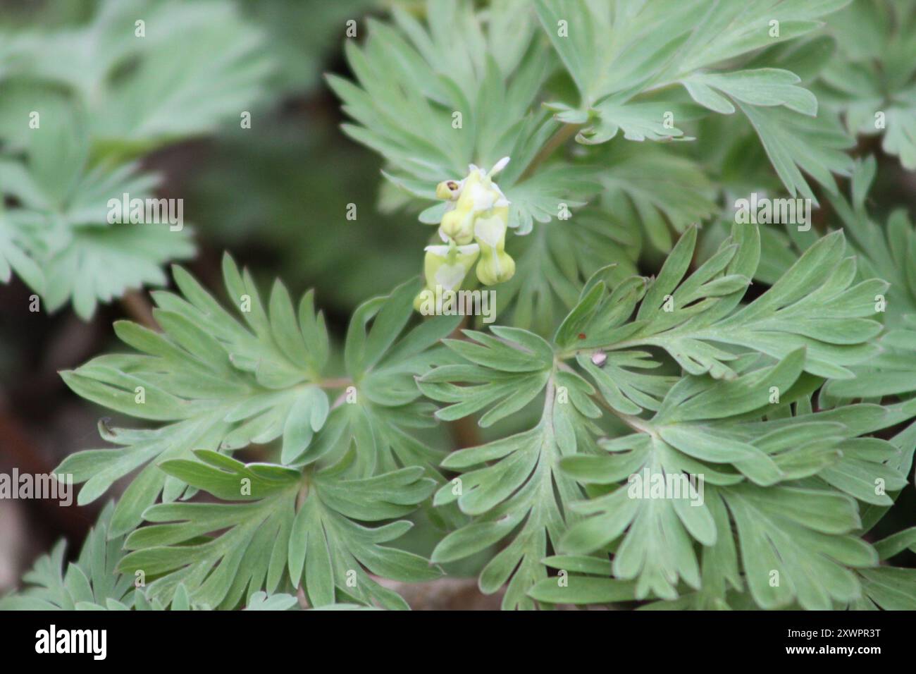 Dutchman's breeches (Dicentra cucullaria) Plantae Stock Photo - Alamy