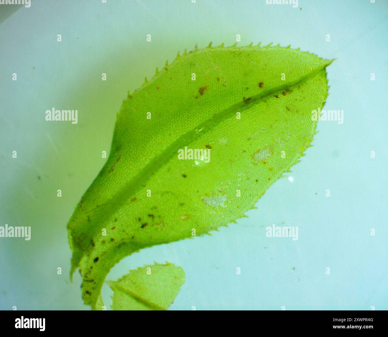 Wavy-leaf Moss (Plagiomnium ciliare) Plantae Stock Photo - Alamy