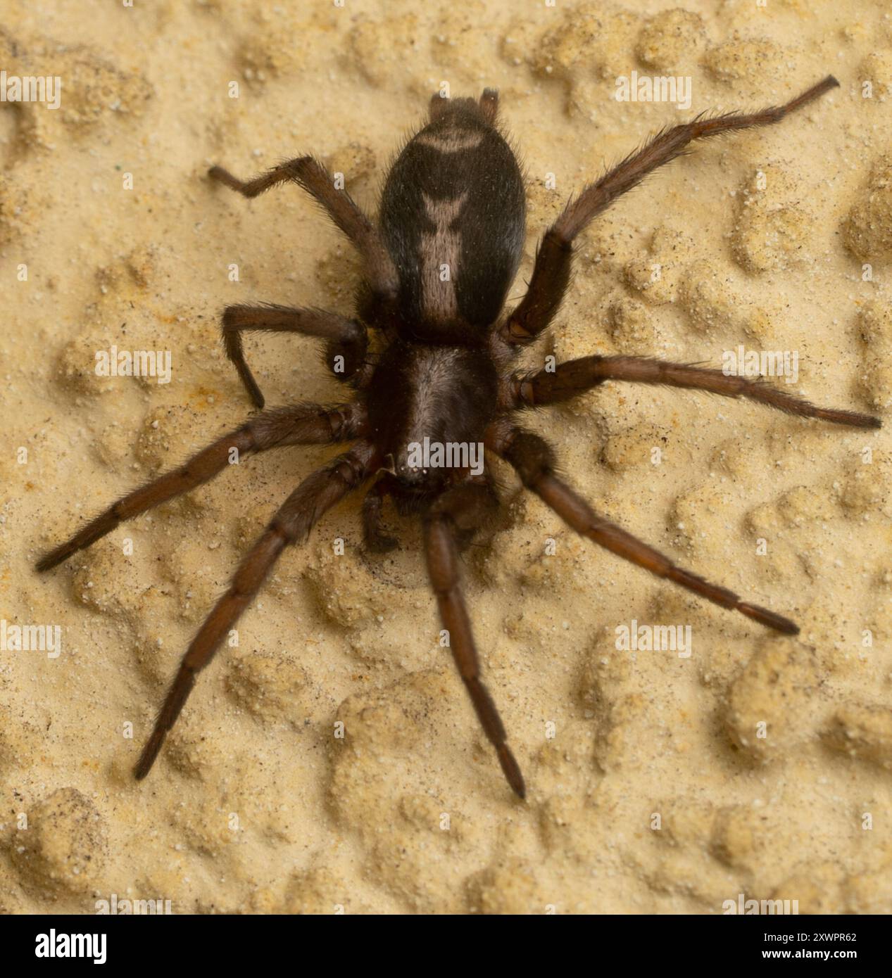 Western Parson Spider (Herpyllus propinquus) Arachnida Stock Photo - Alamy