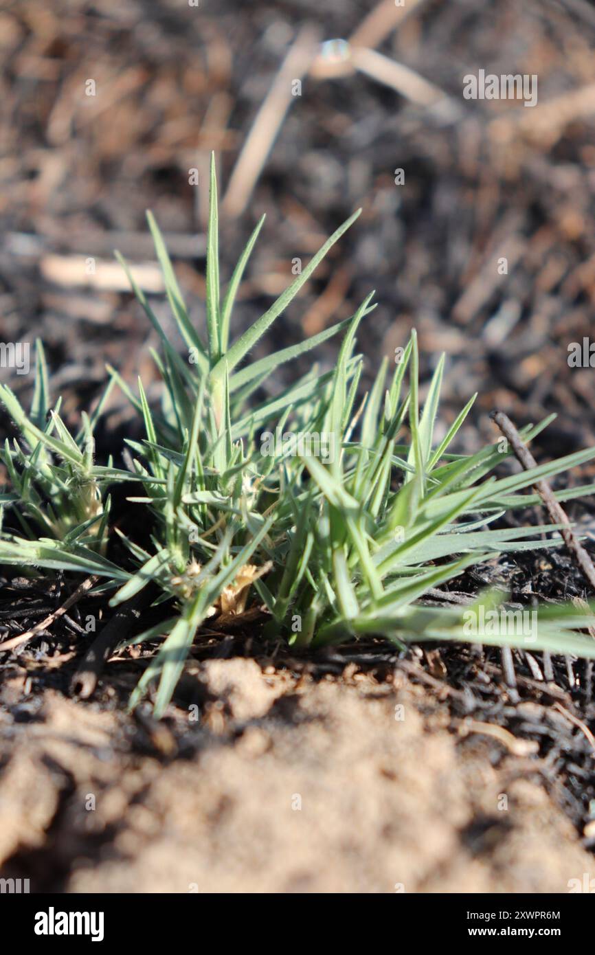 Saltgrass (Distichlis spicata) Plantae Stock Photo - Alamy