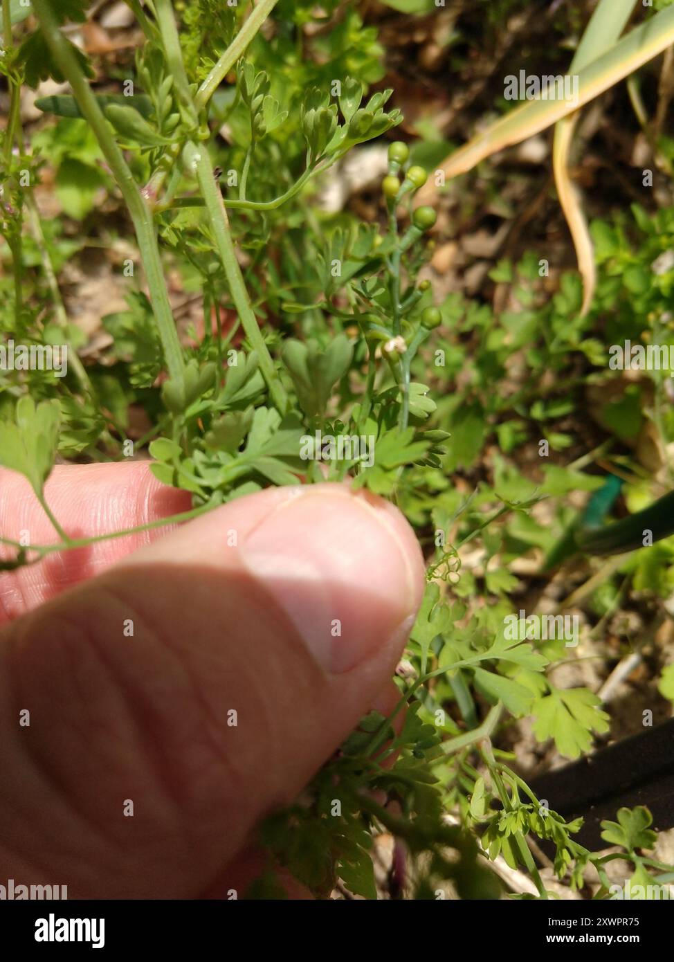 common ramping-fumitory (Fumaria muralis) Plantae Stock Photo - Alamy