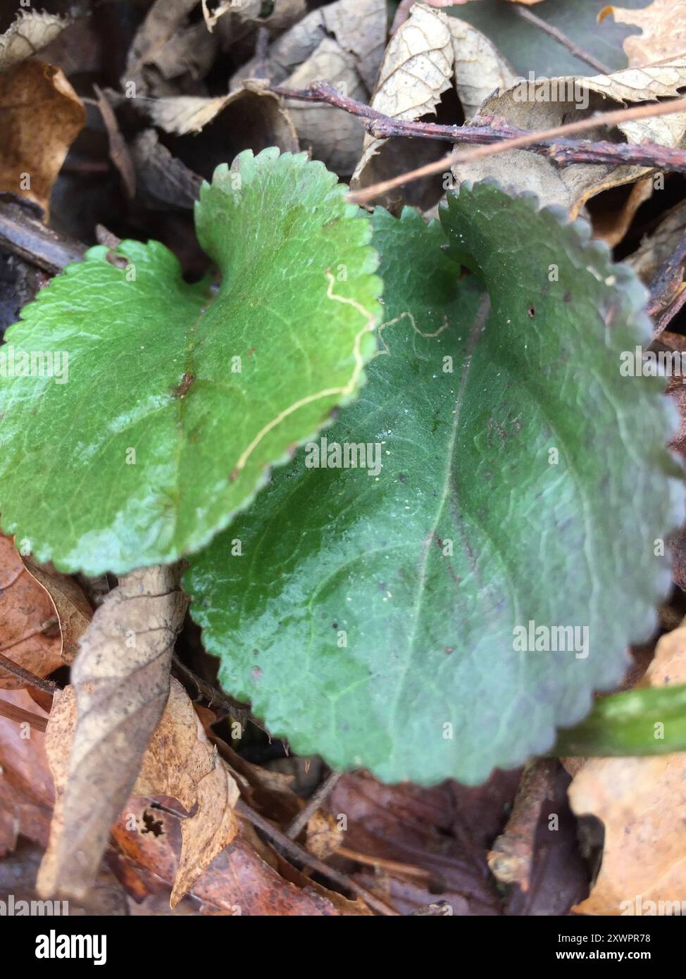 roundleaf ragwort (Packera obovata) Plantae Stock Photo - Alamy