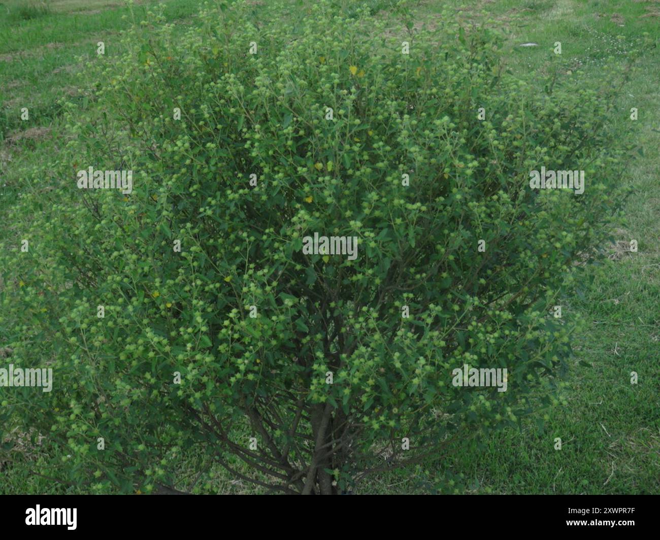 Spearleaf Swampmallow (Pavonia hastata) Plantae Stock Photo - Alamy