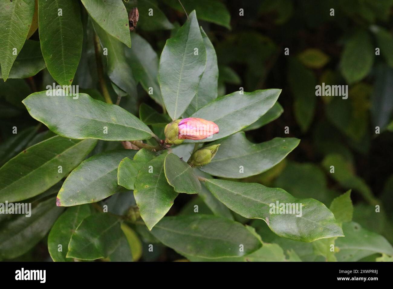 Common Rhododendron (Rhododendron ponticum) Plantae Stock Photo - Alamy