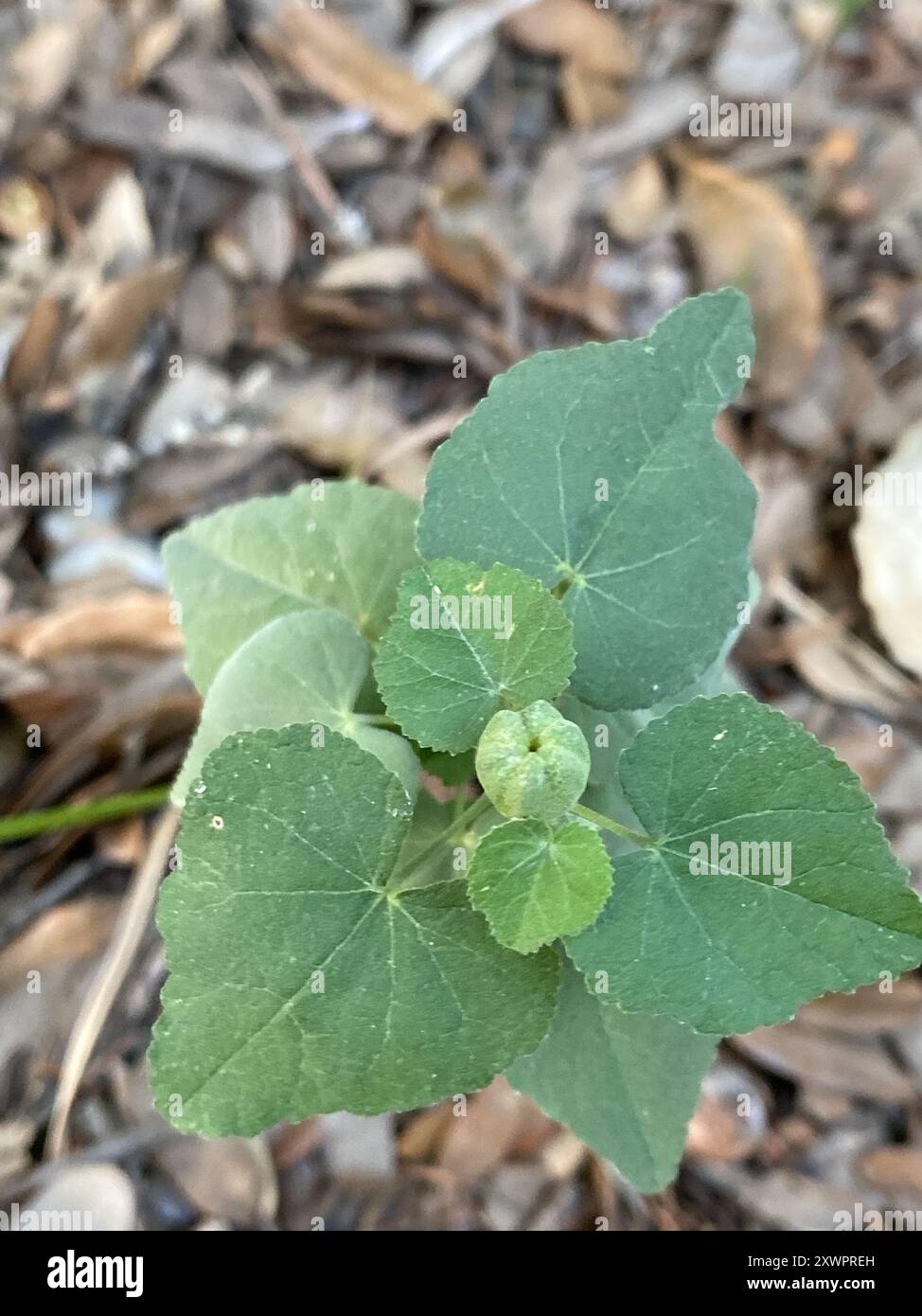 sweet Indian Mallow (Abutilon fruticosum) Plantae Stock Photo - Alamy