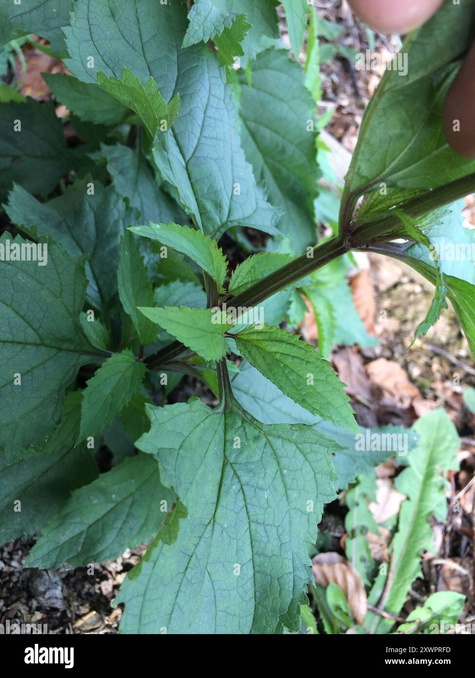 Common Figwort (Scrophularia nodosa) Plantae Stock Photo - Alamy