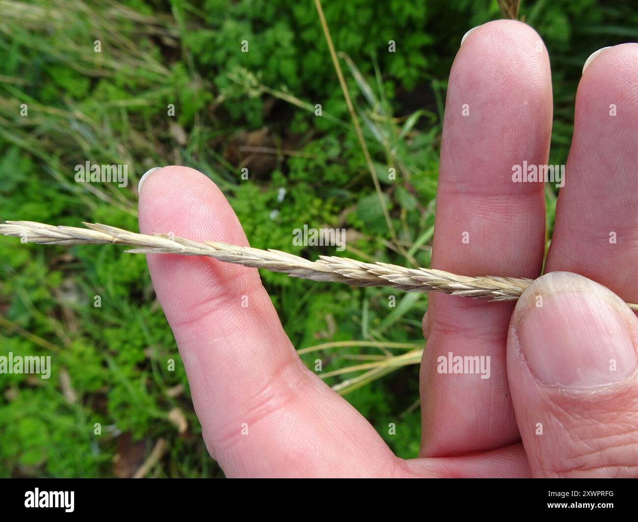 sea couch (Elymus athericus) Plantae Stock Photo - Alamy