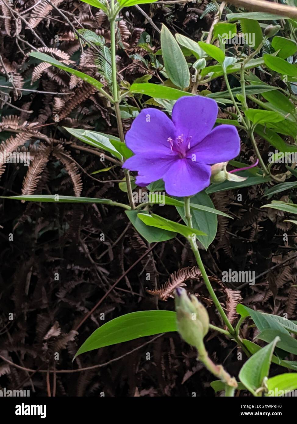 Glory bush (Pleroma urvilleanum) Plantae Stock Photo - Alamy