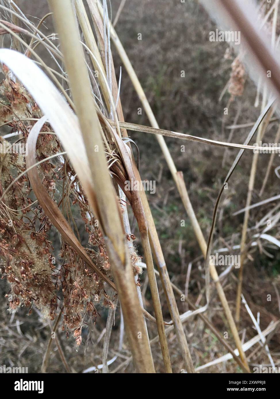 woolgrass (Scirpus cyperinus) Plantae Stock Photo - Alamy
