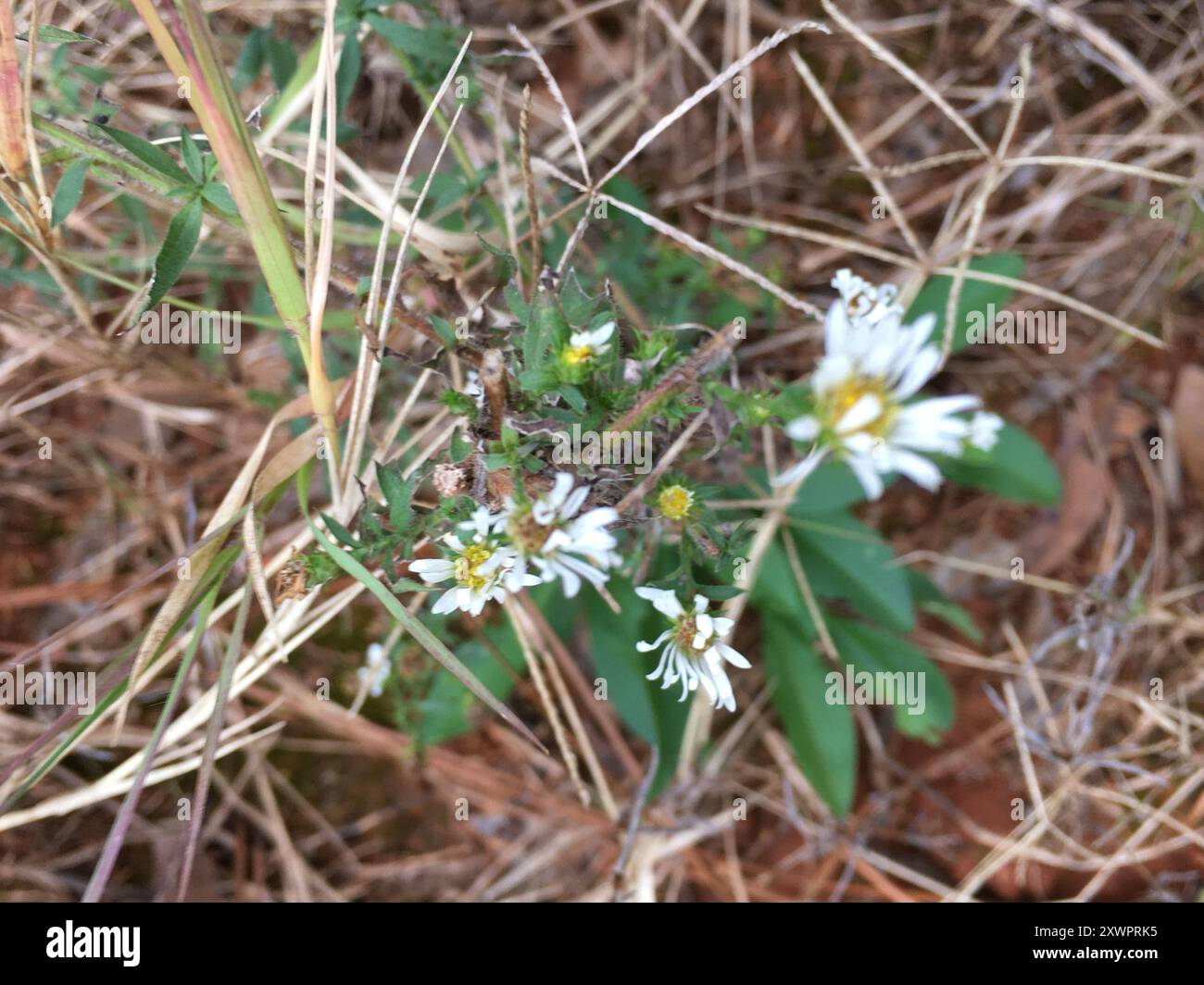 hairy white oldfield aster (Symphyotrichum pilosum) Plantae Stock Photo ...