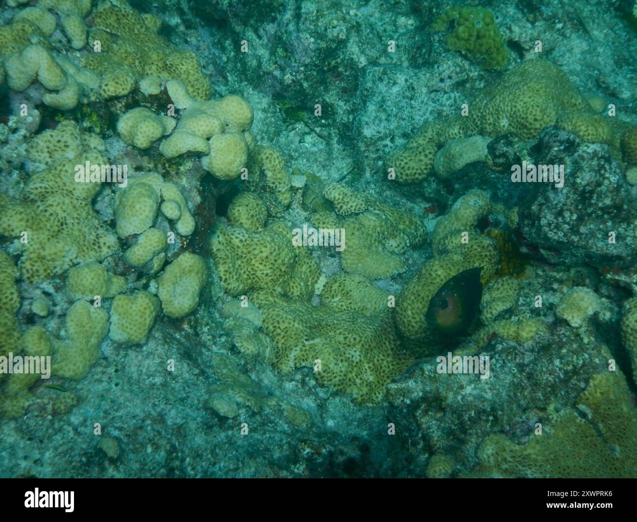 Yellowtail Damselfish (Microspathodon chrysurus) Actinopterygii Stock ...