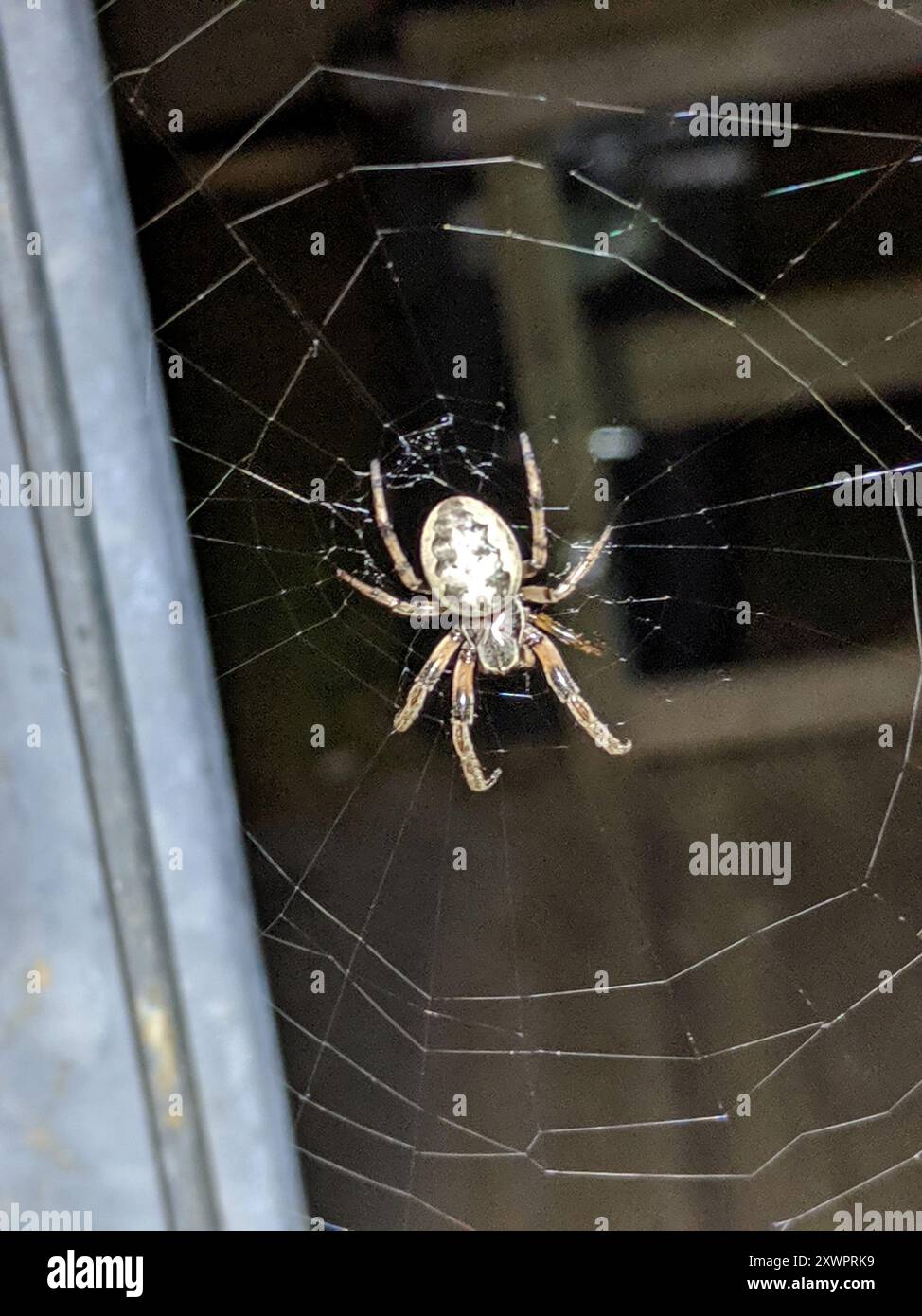 Furrow Spiders (Larinioides) Arachnida Stock Photo - Alamy
