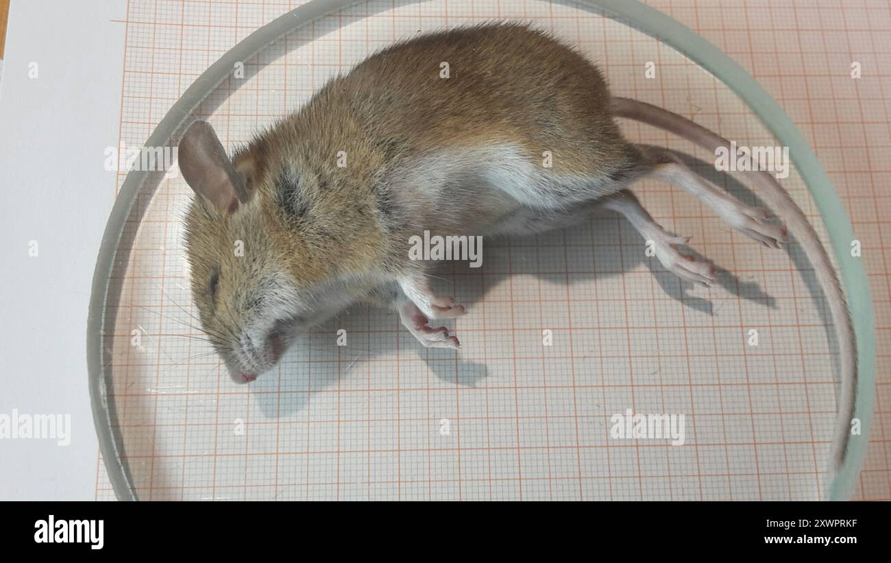 European Wood Mouse (Apodemus sylvaticus) Mammalia Stock Photo - Alamy