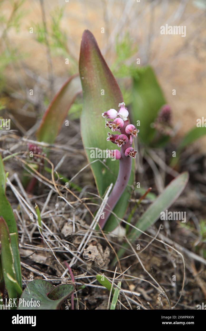 Cape Cowslips (Lachenalia) Plantae Stock Photo - Alamy