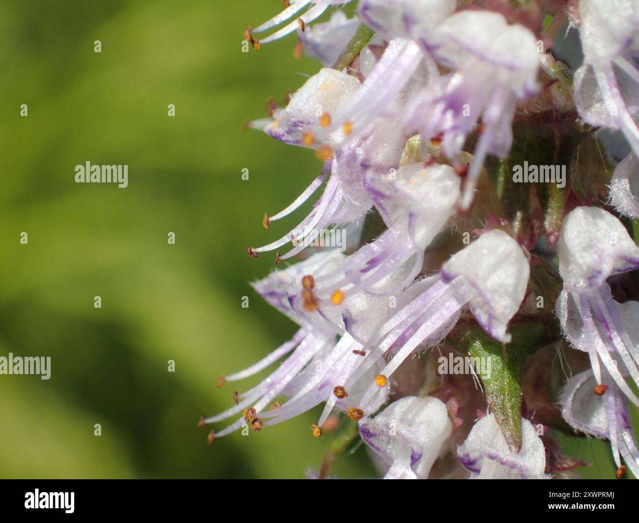 Chinese Mesona (Platostoma palustre) Plantae Stock Photo - Alamy