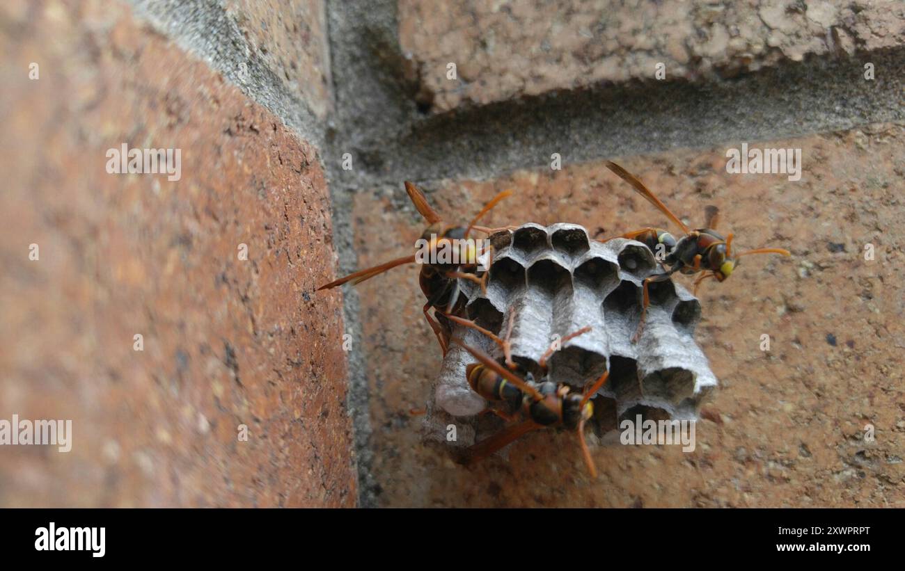 Australian Paper Wasp (Polistes humilis) Insecta Stock Photo - Alamy