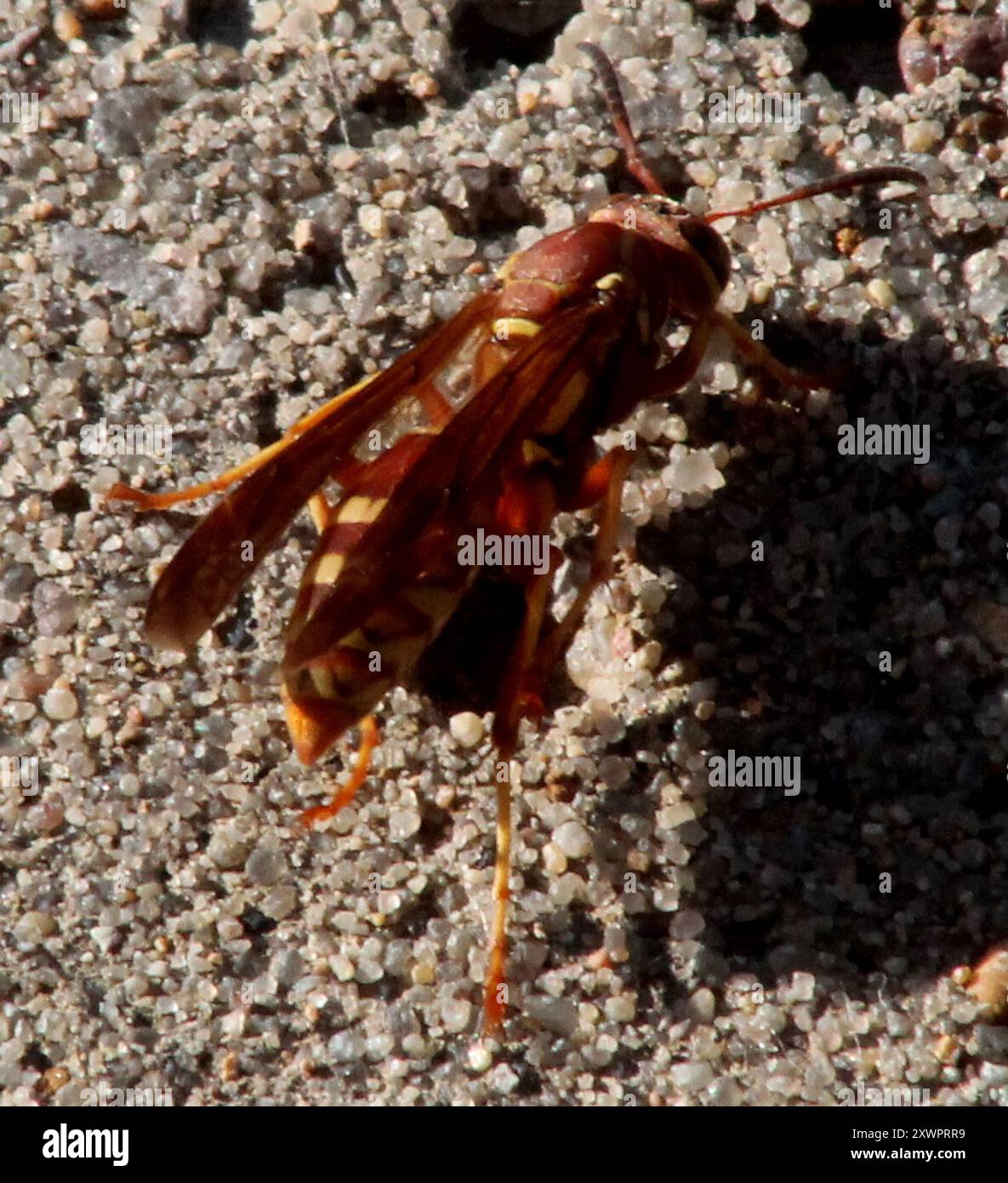 Apache Paper Wasp (Polistes apachus) Insecta Stock Photo - Alamy