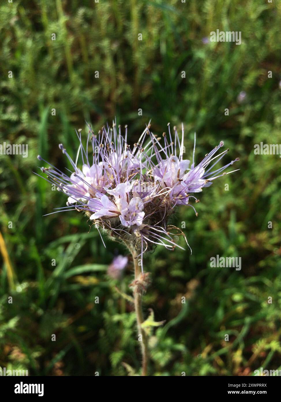 Lacy phacelia (Phacelia tanacetifolia) Plantae Stock Photo - Alamy