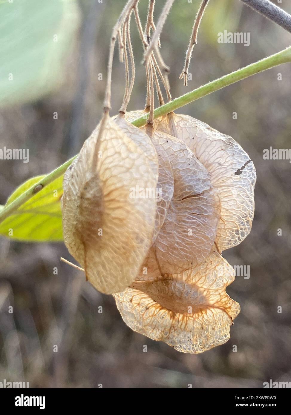 Wafer Ash (Ptelea trifoliata mollis) Plantae Stock Photo - Alamy