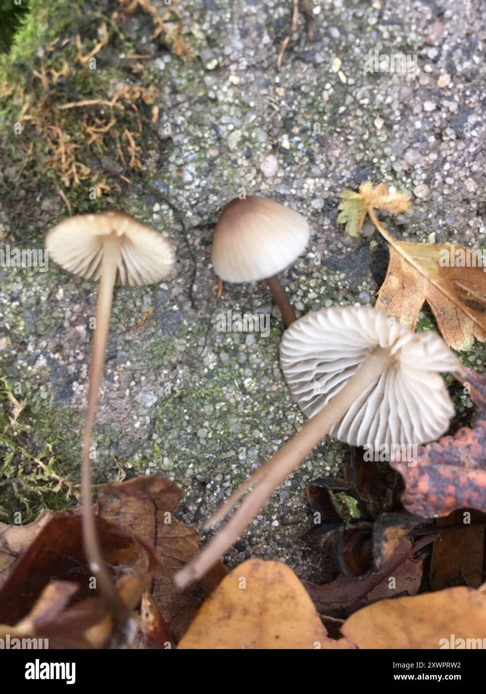 common bonnet (Mycena galericulata) Fungi Stock Photo - Alamy