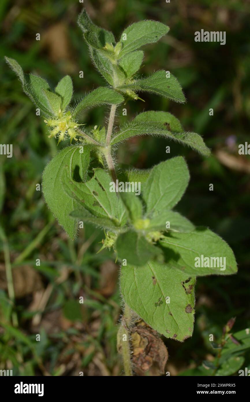 Bindii (Acanthospermum hispidum) Plantae Stock Photo - Alamy