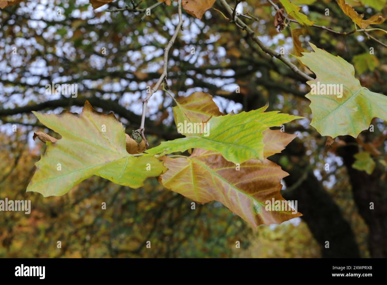 London Plane (Platanus × hispanica) Plantae Stock Photo - Alamy