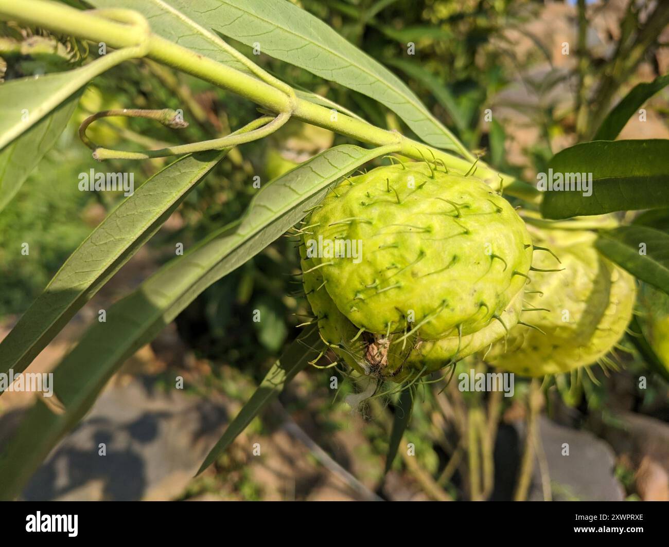 balloonplant (Gomphocarpus physocarpus) Plantae Stock Photo - Alamy