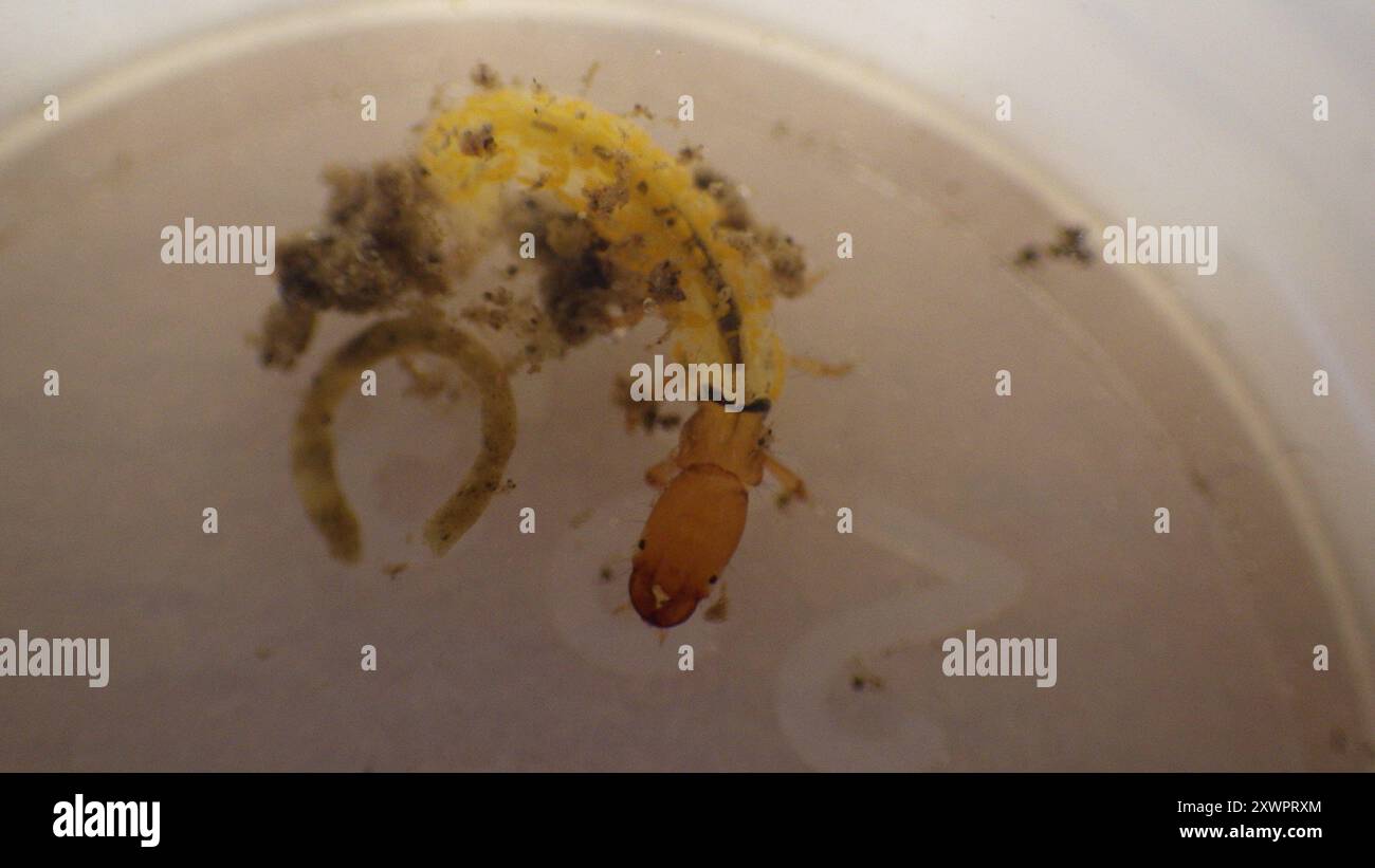 Little Black Caddisflies (Chimarra) Insecta Stock Photo - Alamy