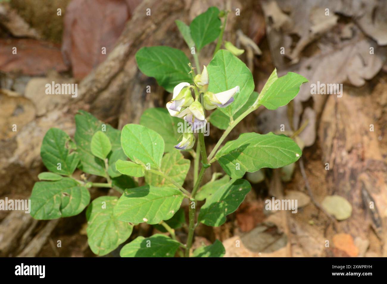 Blue Rattlepod (Crotalaria verrucosa) Plantae Stock Photo - Alamy